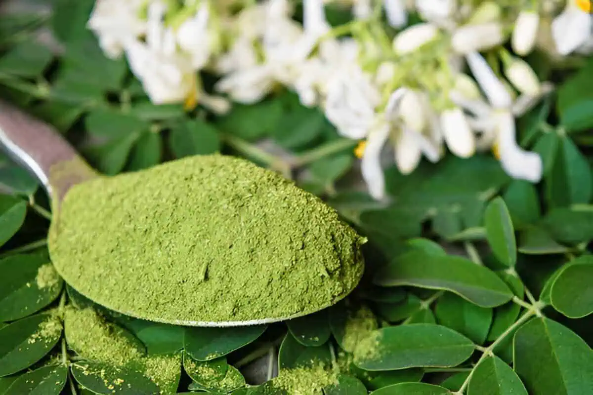The Ultimate Guide to Moringa Benefits for Women